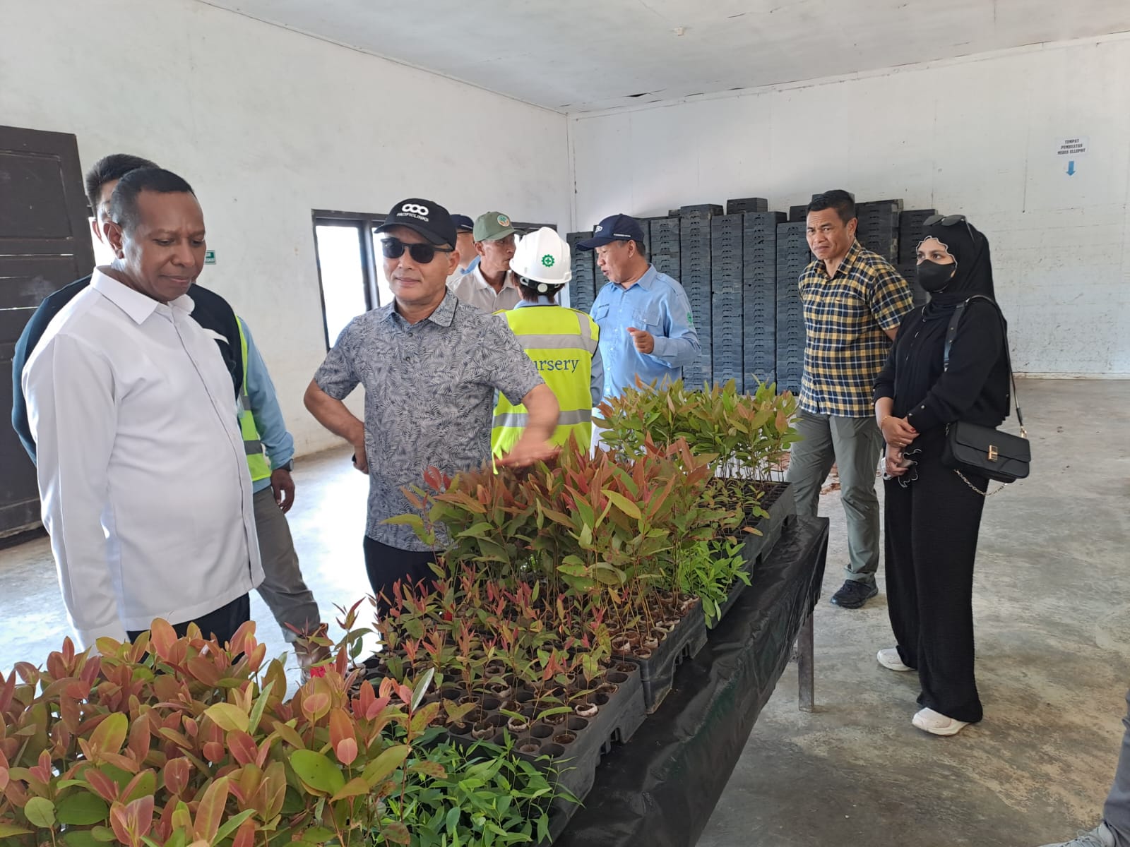 Gubernur Apolo Tinjau Areal HTI hingga Industri Kayu Lapis PT Korintiga ...